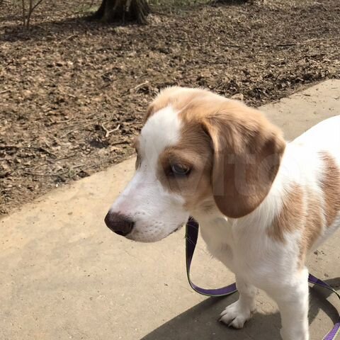 Щенок бигль