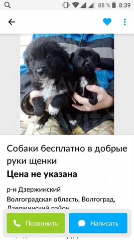 Щенок 6 мес. В добрые руки бесплатно