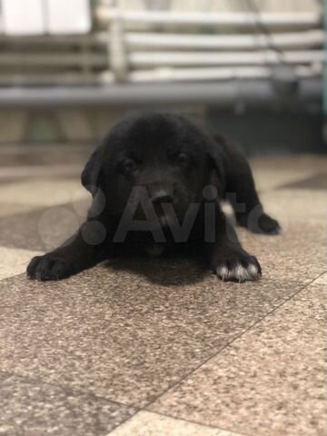 Щенки лайки в дар