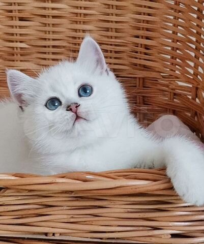 Шикарная блондинка