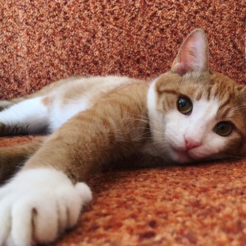 Котик Маркус в добрые ручки