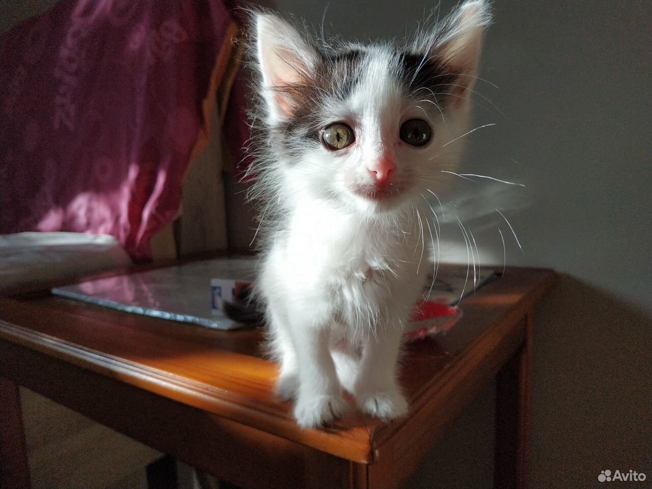 Котенок с грустными глазами)
