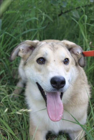 Барби ищет дом