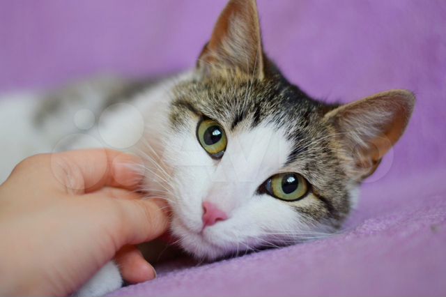 Котёнок девочка Настёна ищет дом