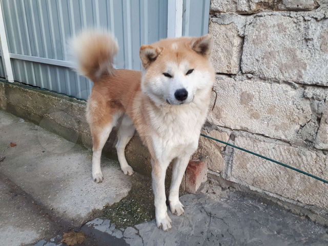 Акита-ину, мальчик. Вязка