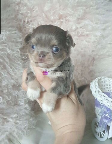 Лиловая девочка чихуахуа