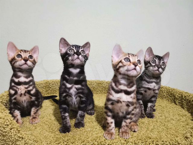 Бенгальские котята редких окрасов