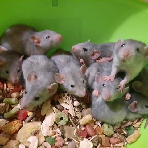 Крыса Дамбо. Крысята, клетки, корма, наполнитель