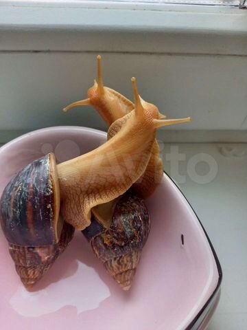 Яйца улитки