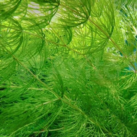 Водоросли,Роголистник, Кладофора