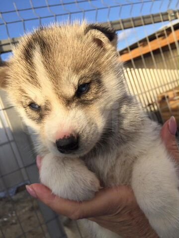 Сибирский хаски