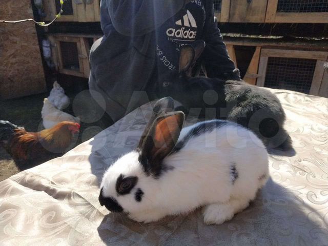 Нпв.(строкач), ризен