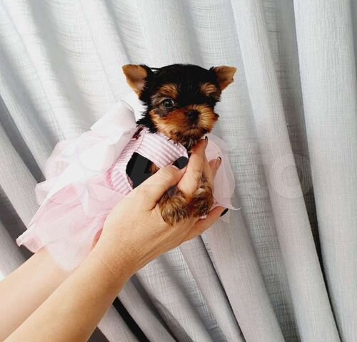 Йоркширский терьер