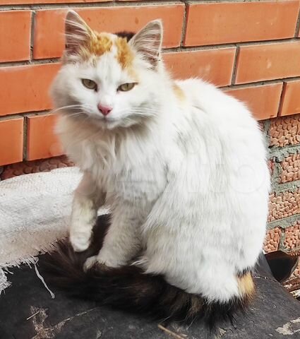 Отдам трехцветную кошку