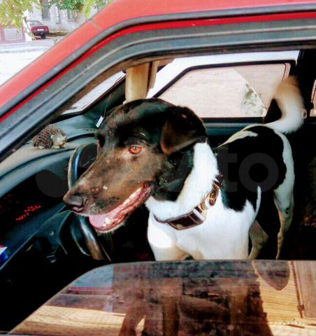 Собака в добрые руки привезу