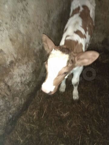 Телка молочная