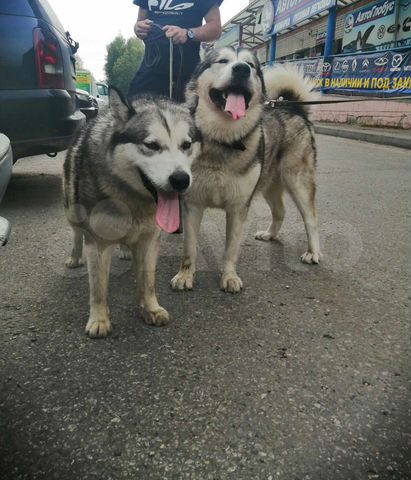 Аляскинский Маламут