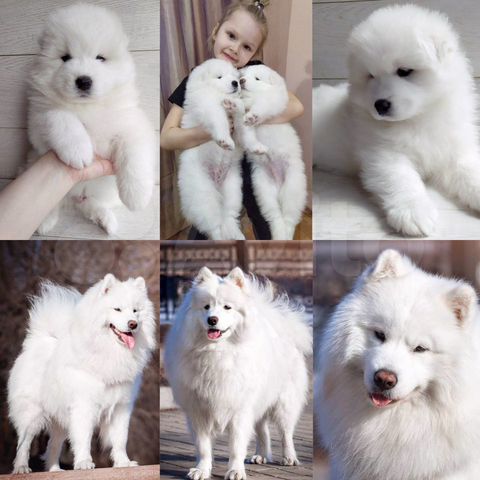 Щенки самоеда