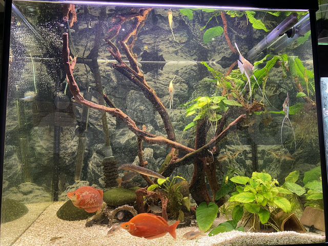 Аквариум juwel 200