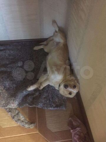 Отдам бесплатно собаку