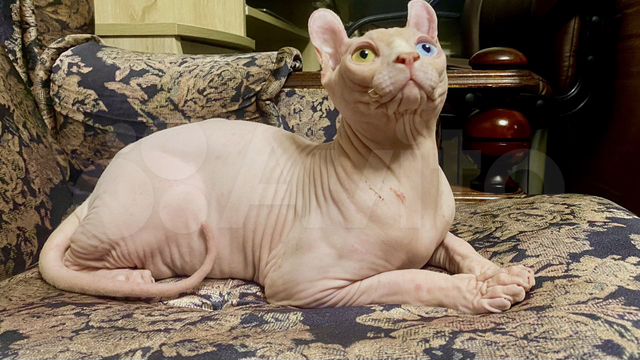 Эльф w63 вязка