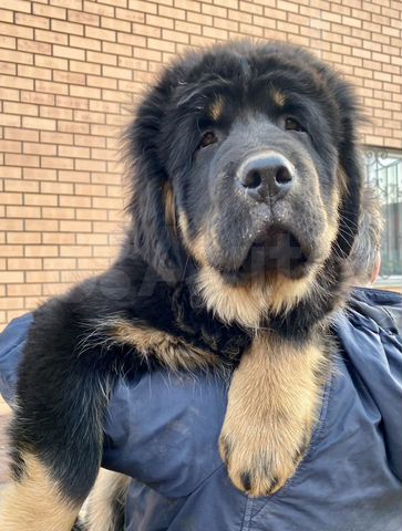 Мальчик тибетского мастифа