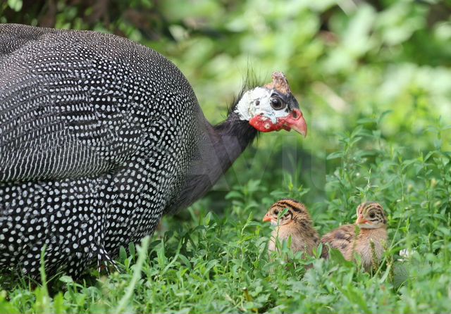 Цесарка бройлерная
