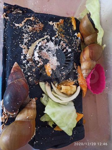 Улитки-ахатины