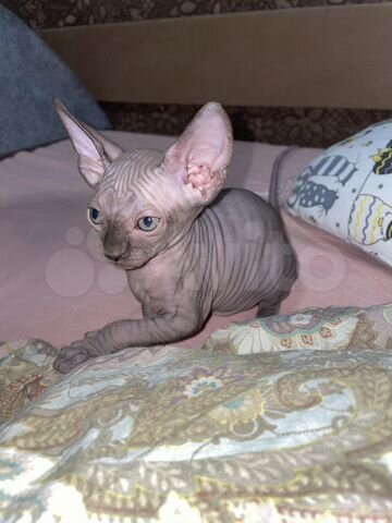 Мальчишка-канадик