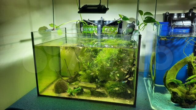 Аквариум 55л, Aquael FZN3, светильник, рыбки