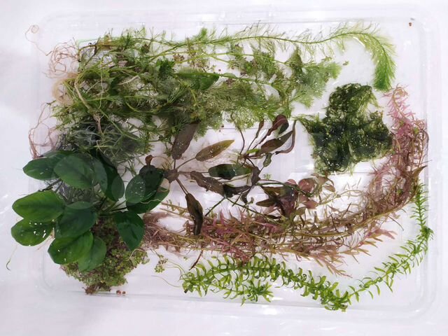 Прополка (аквариумные растения)