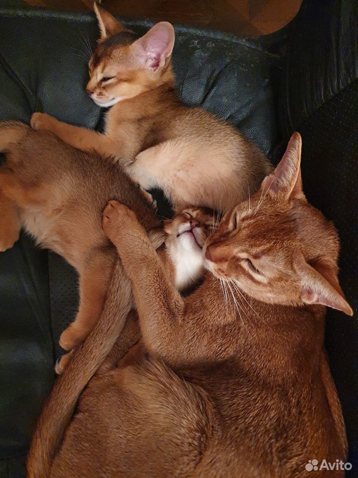 Абиссинские котята