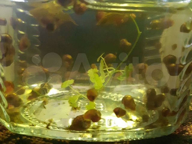 Улитки катушки