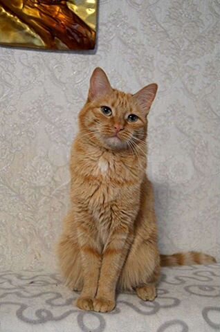 Отдам молодую стерильную кошечку