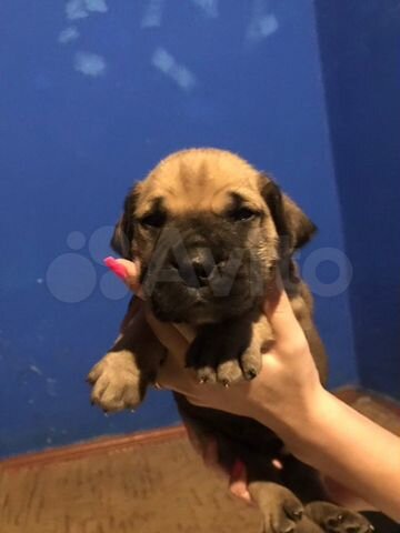 Продам собаку