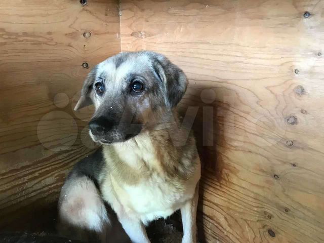 Красавица Саяна в добрые руки