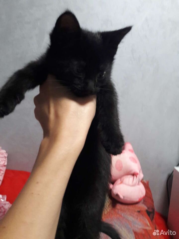 Черная лисичка)