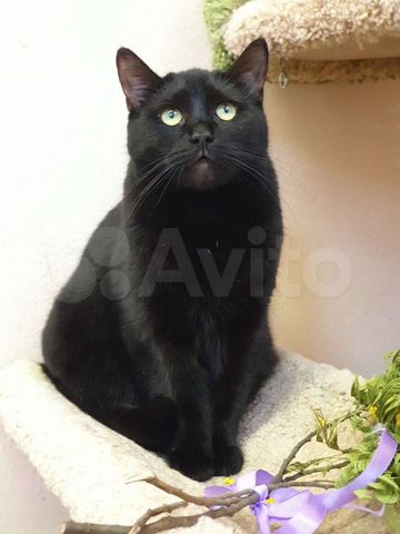 Черная Пантера Наоми