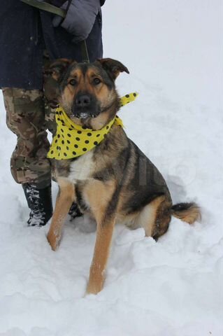 Собака Дина из приюта Некрасовка