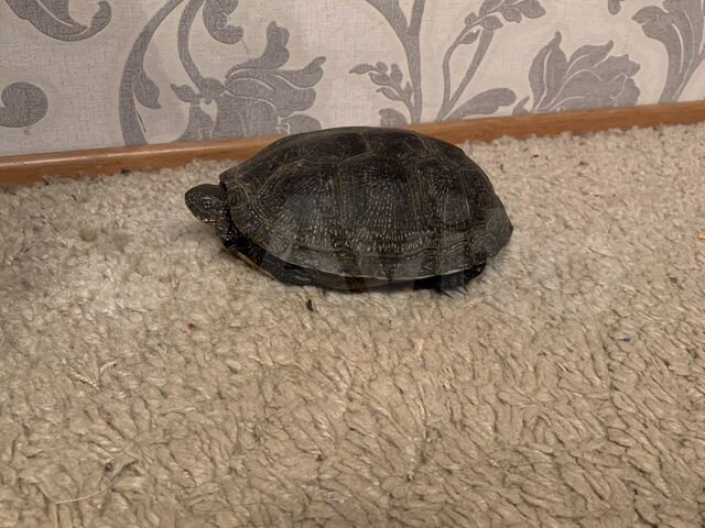 Черепаха болотная