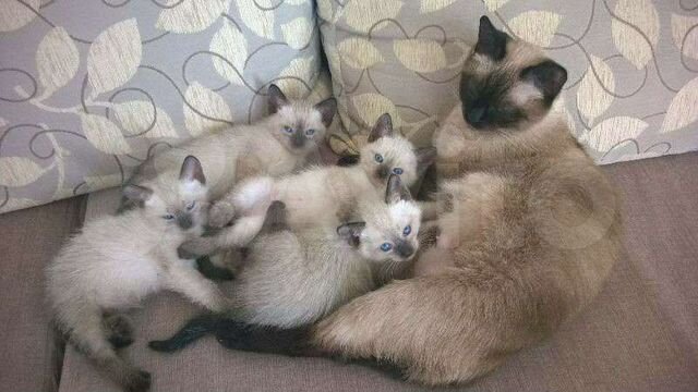 Чистокровные тайские котята