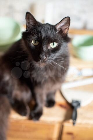 Кот Лакки в дар