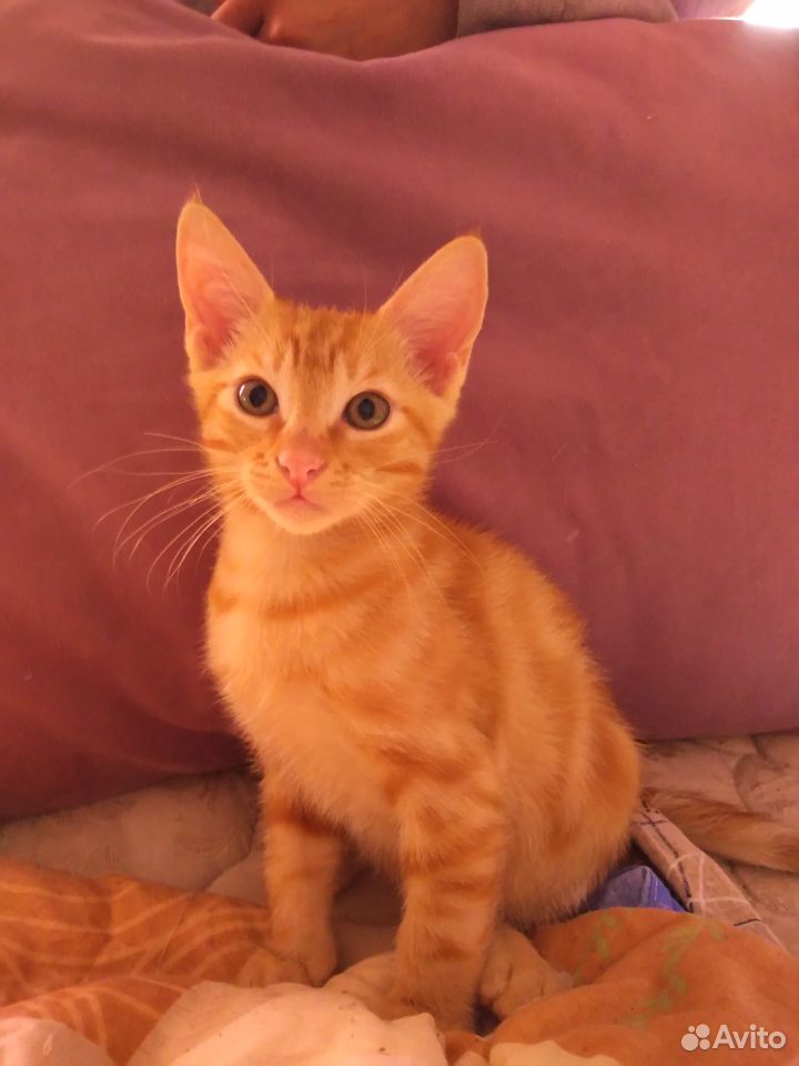 Котенок,мальчик 2 месяца