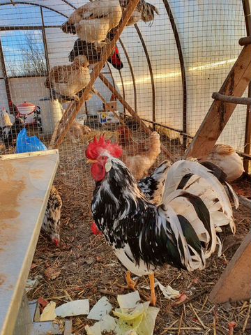 Инкубационное яйцо легорнов долматинцев