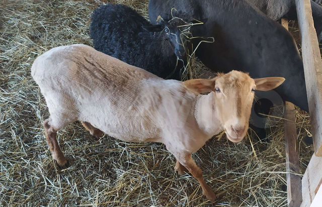 Овца с ягненком