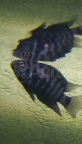 Цихлозома чернополосая рыбка