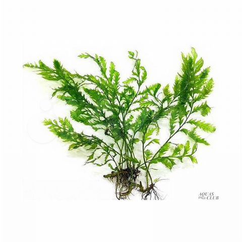 Папоротник болбитис