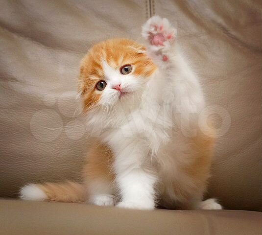 Шотландский вислоухий котенок