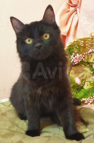 Черная Принцесса