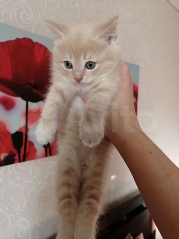 Кошка
